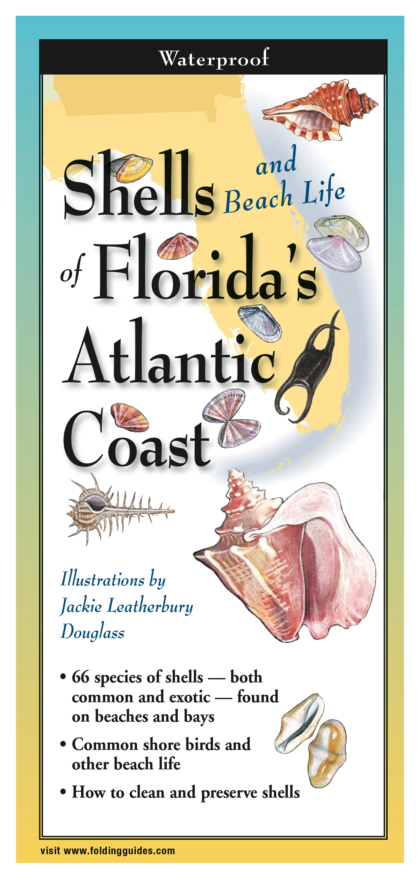 Shells and Beach Life of Florida's Atlantic Coast Laminated Folding ...